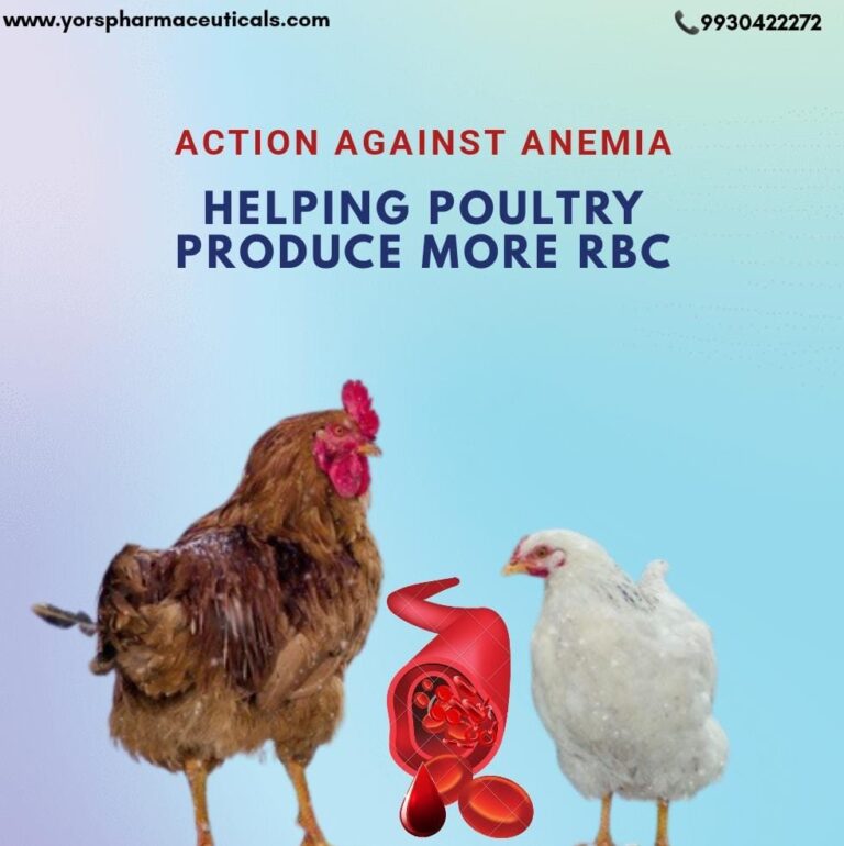Anaemia In Poultry: All That You Need To Know - Yors Pharmaceutical