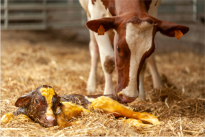 Care & Management of Cow before during and after Parturition (Calving ...
