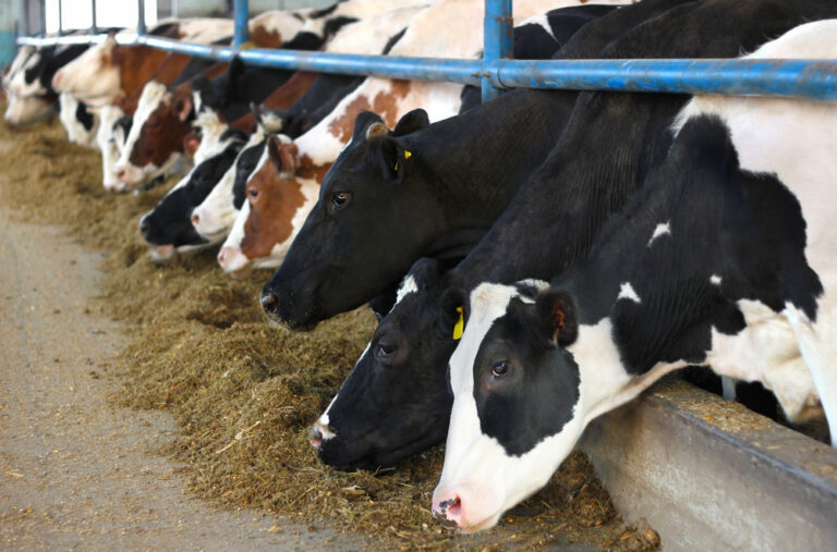 The 6 essential nutrients that you should include in your animal feed ...