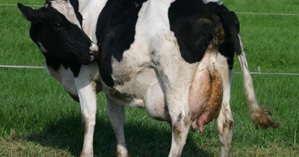 Care & Management of Cow before during and after Parturition (Calving ...