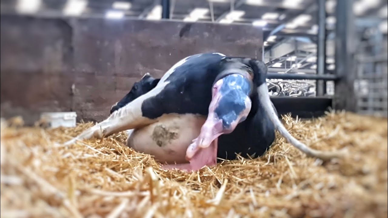 Care & Management of Cow before during and after Parturition (Calving ...