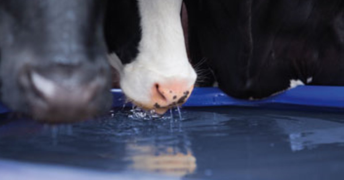 The 6 essential nutrients that you should include in your animal feed ...