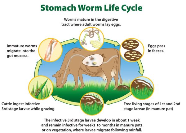 Impact of GI Parasites on Ruminants - Yors Pharmaceutical